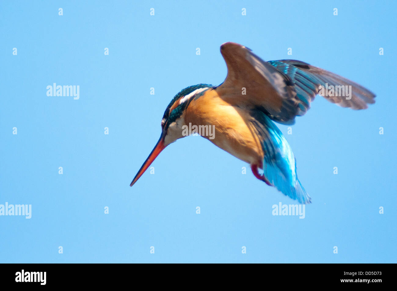 Flying gem hi-res stock photography and images - Alamy