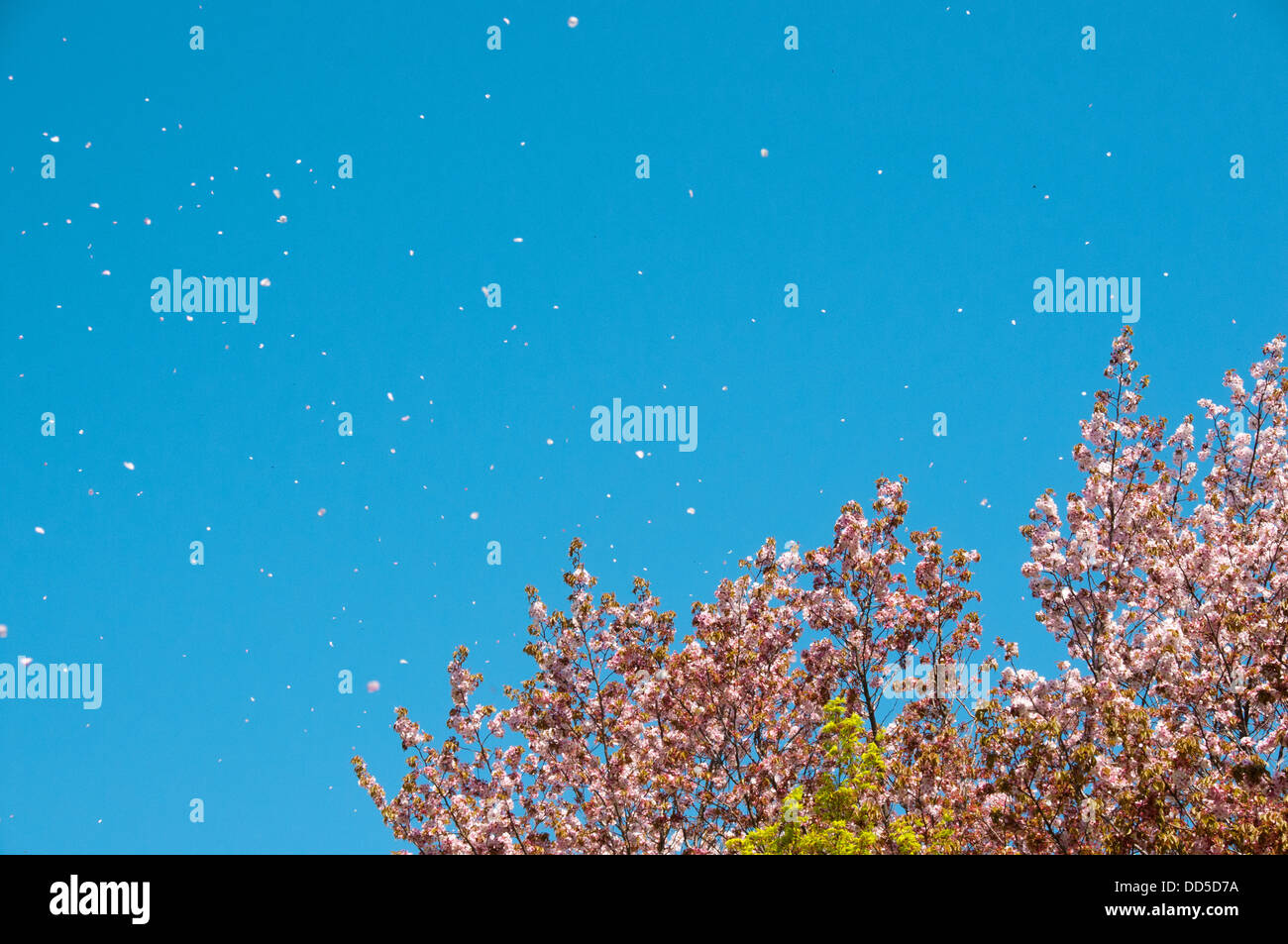 Falling cherry blossoms and blue sky Stock Photo - Alamy
