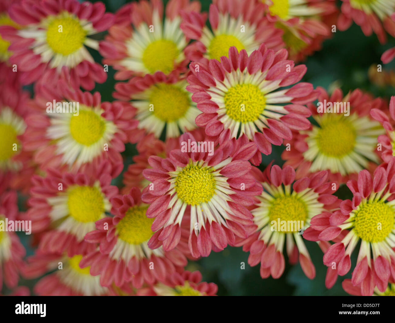 Chrysanth hi-res stock photography and images - Alamy