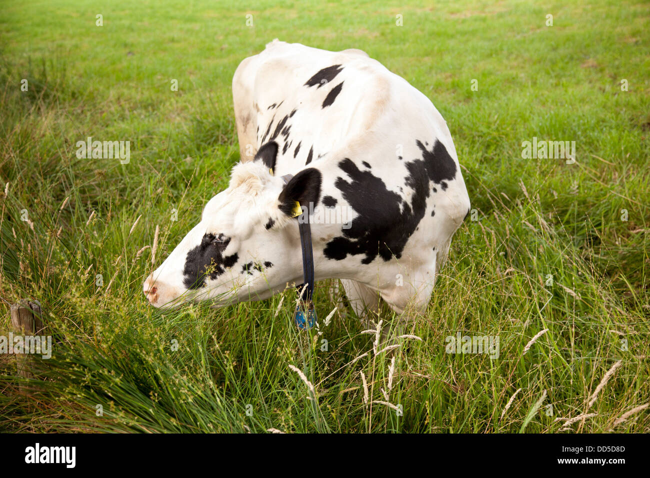white cow with black spots grazing in ditch Stock Photo - Alamy
