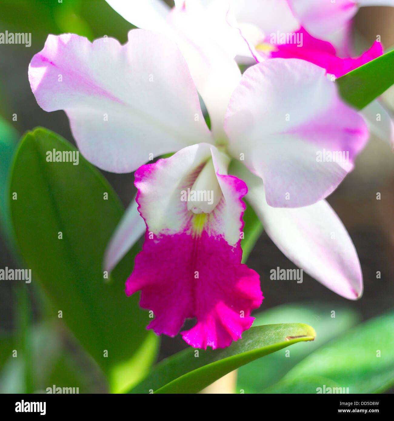 Cattleya flower hi-res stock photography and images - Alamy