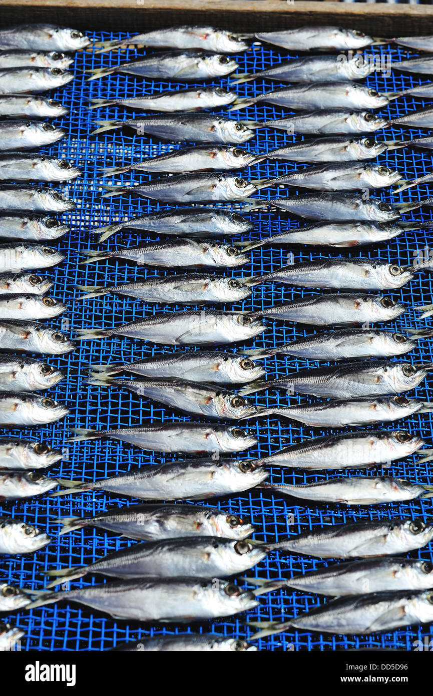 Fish drying under the sun Stock Photo - Alamy