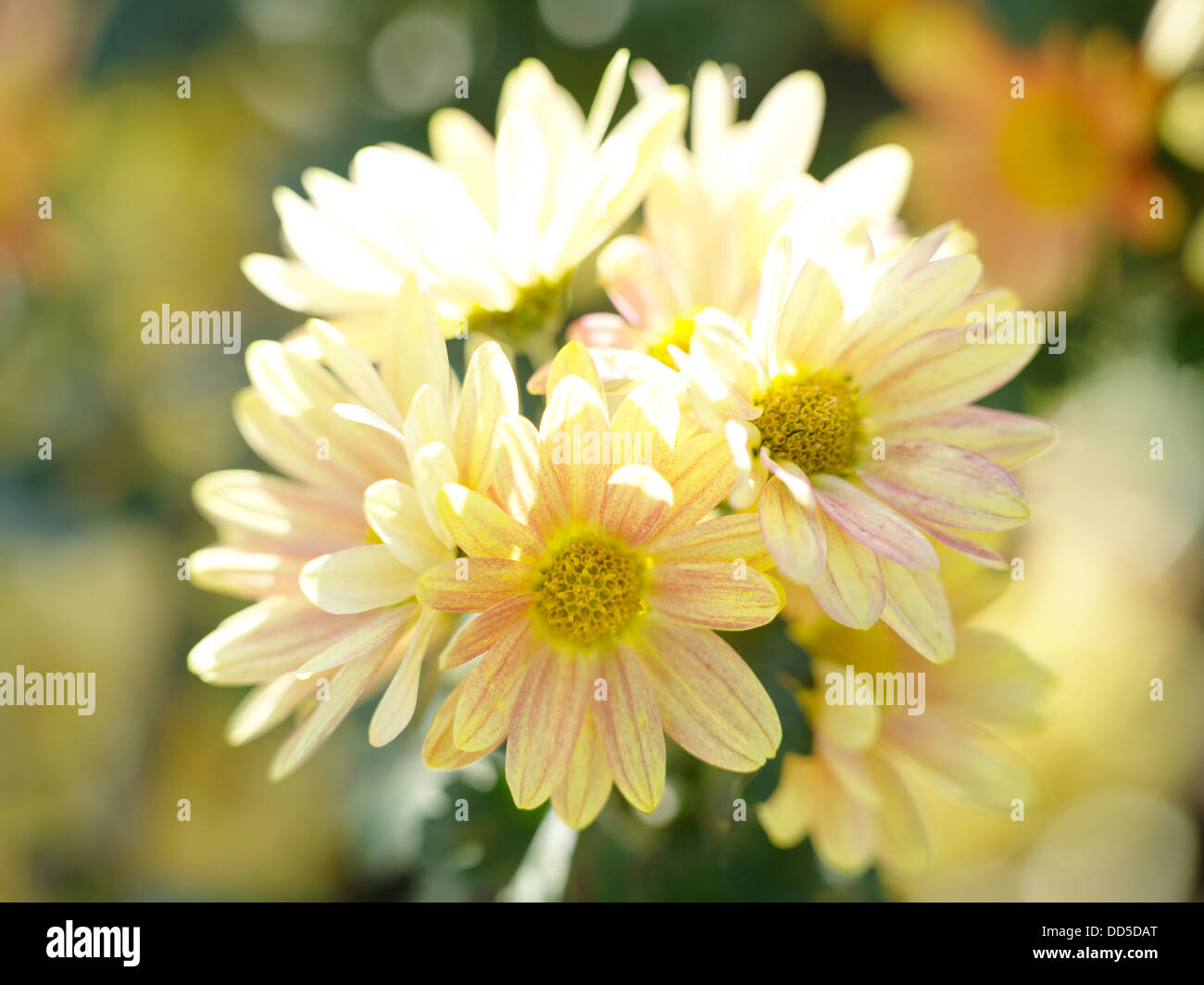 Chrysanth hi-res stock photography and images - Alamy