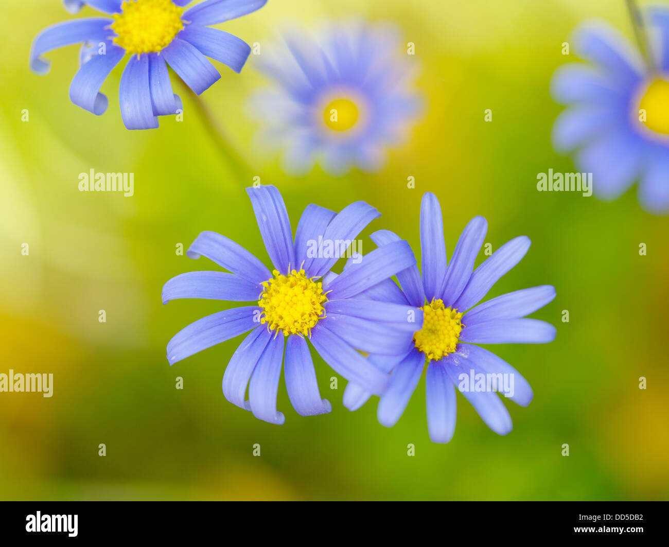 Multiple daisies hi-res stock photography and images - Alamy