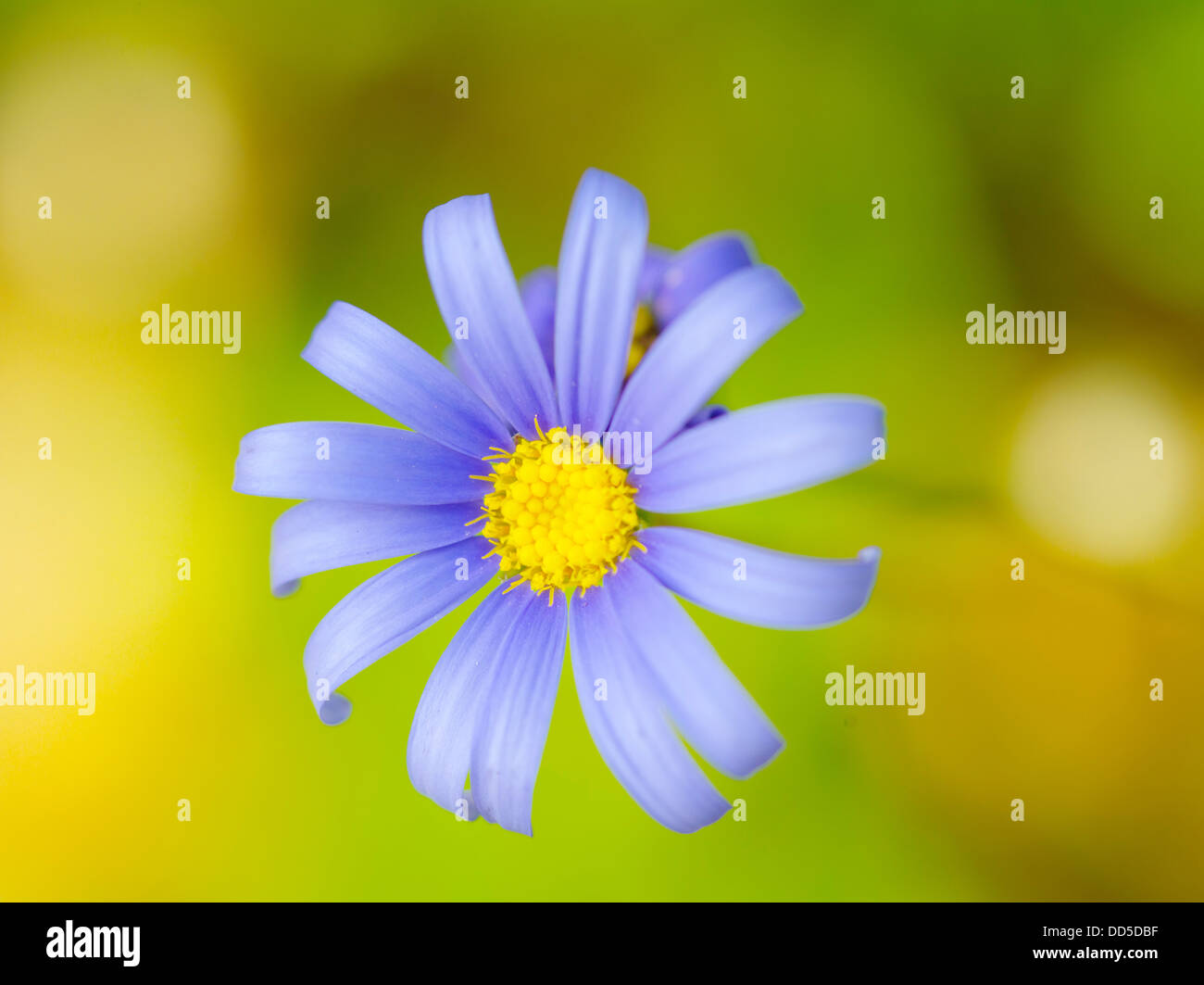 Blue daisy hi-res stock photography and images - Alamy