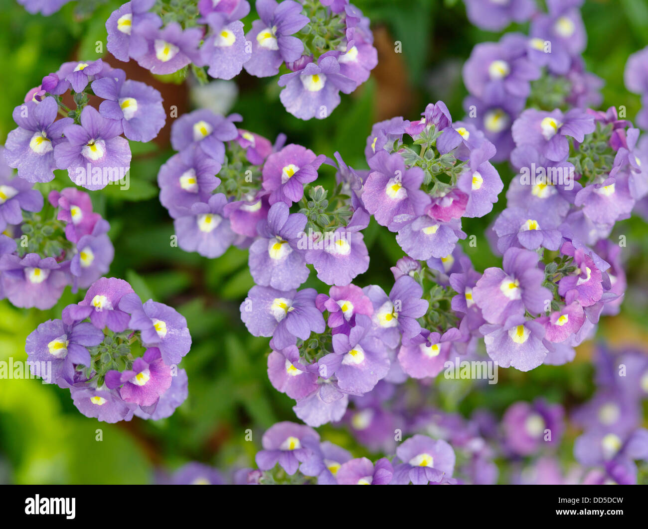 Nemesia hi-res stock photography and images - Alamy