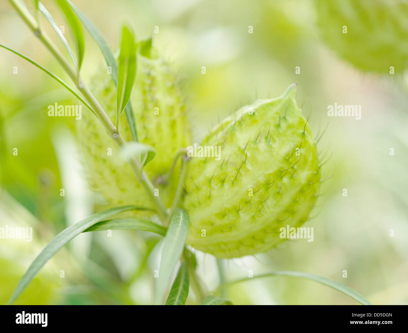 Balloon cotton hi-res stock photography and images - Alamy