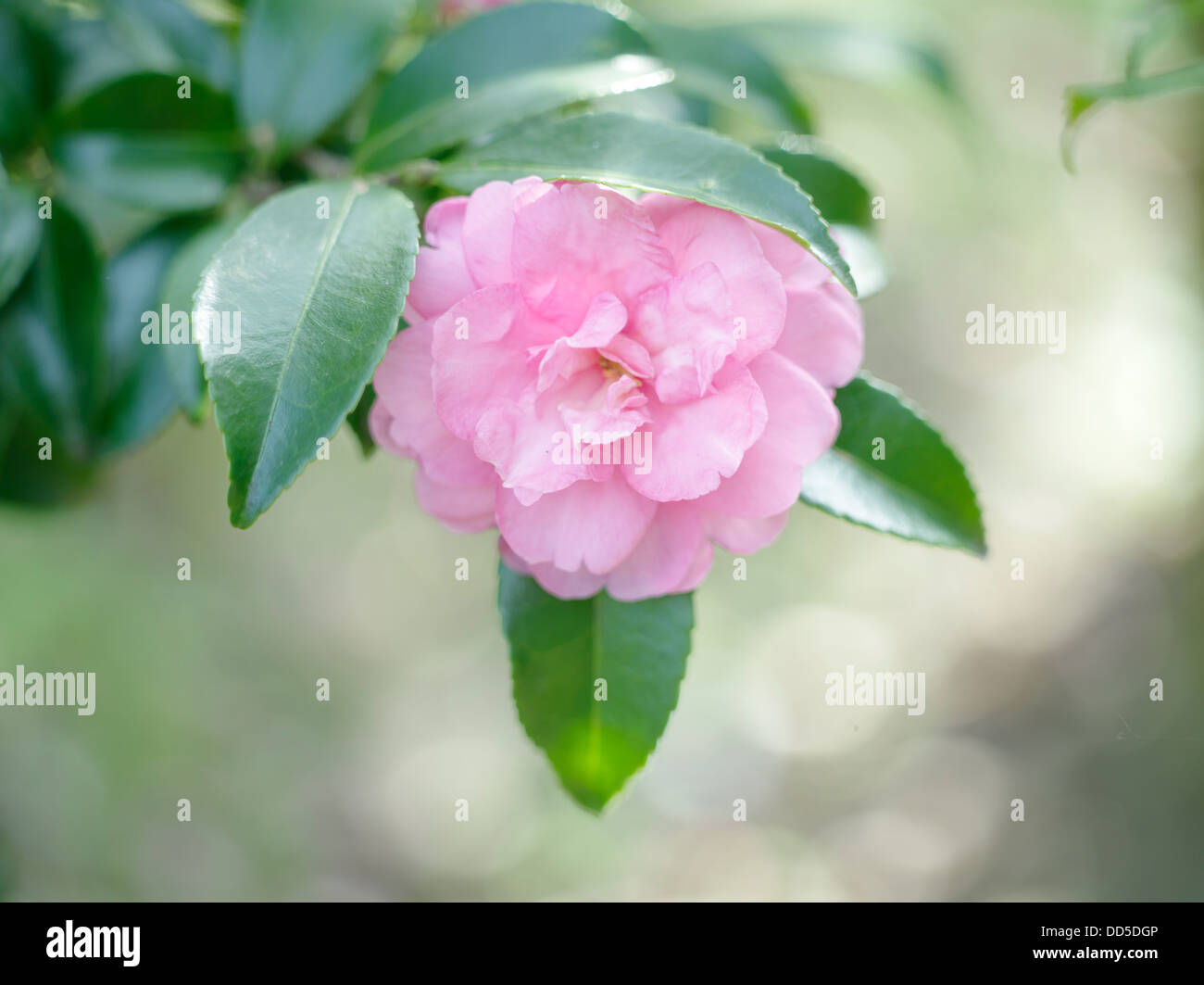 Camellia sasanqua hi-res stock photography and images - Alamy