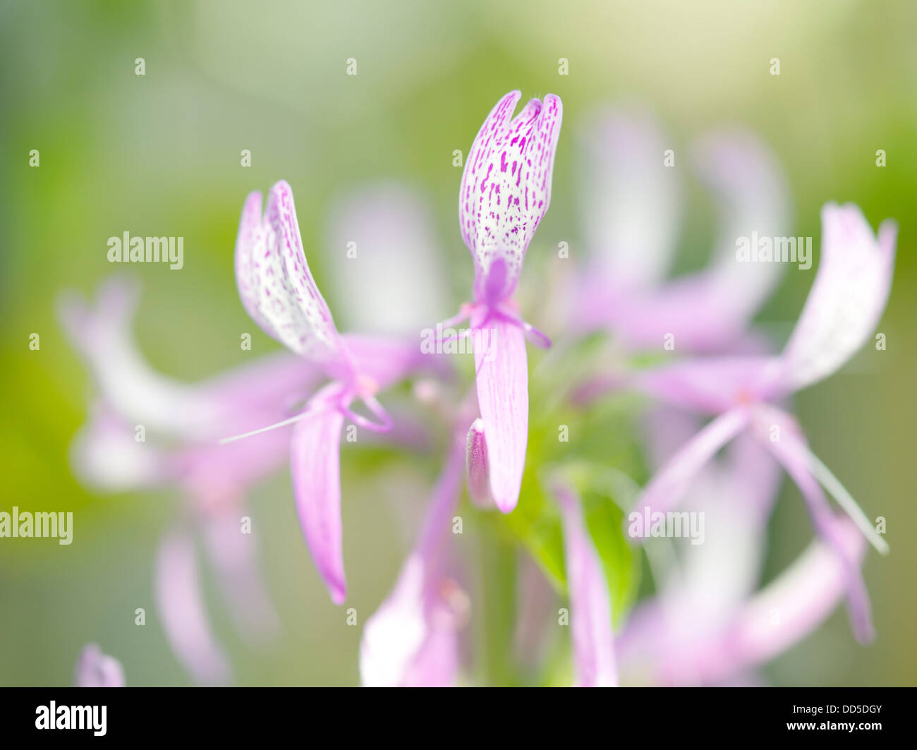 Ribbon bush hypoestes aristata hi-res stock photography and images - Alamy