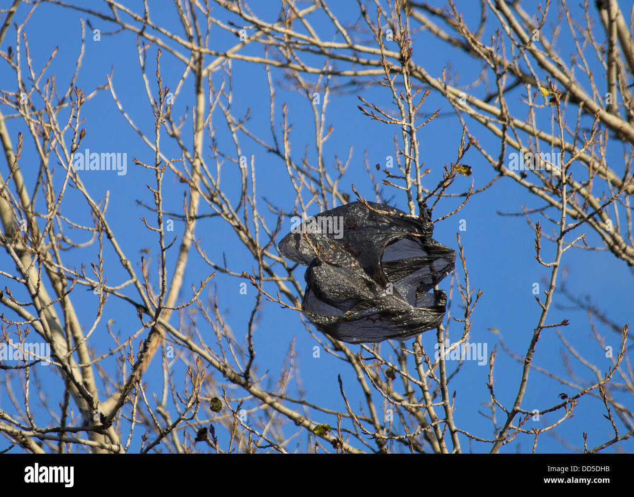 plastic bag in a tree Stock Photo - Alamy