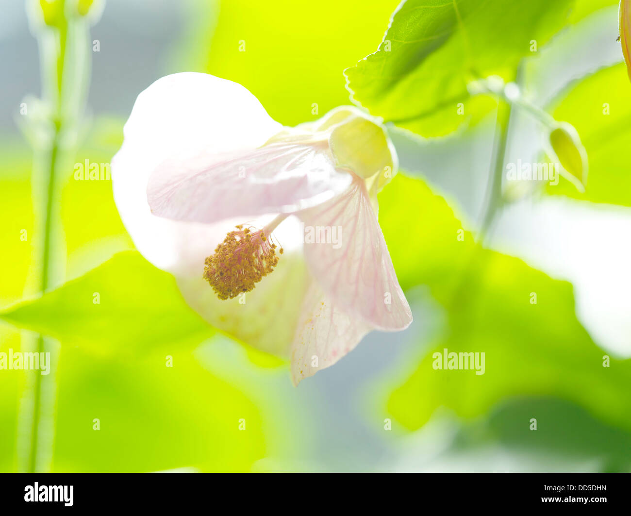 Chinese bell flower Stock Photo - Alamy
