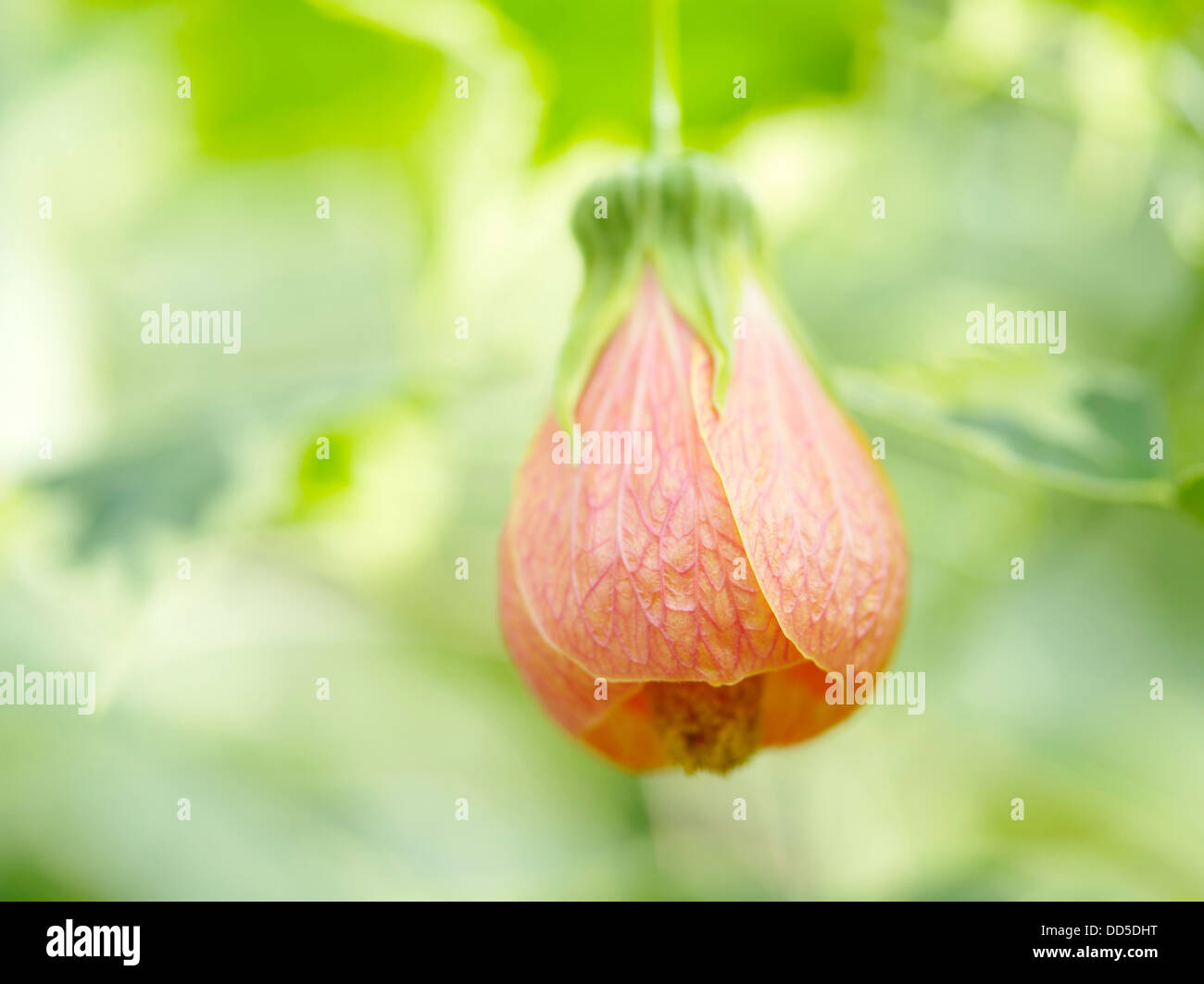 Chinese bell flower Stock Photo - Alamy
