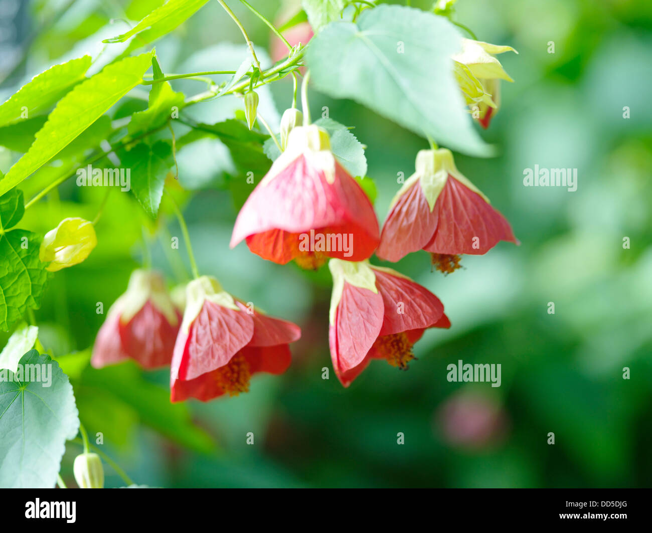 Bell flowers hi-res stock photography and images - Alamy