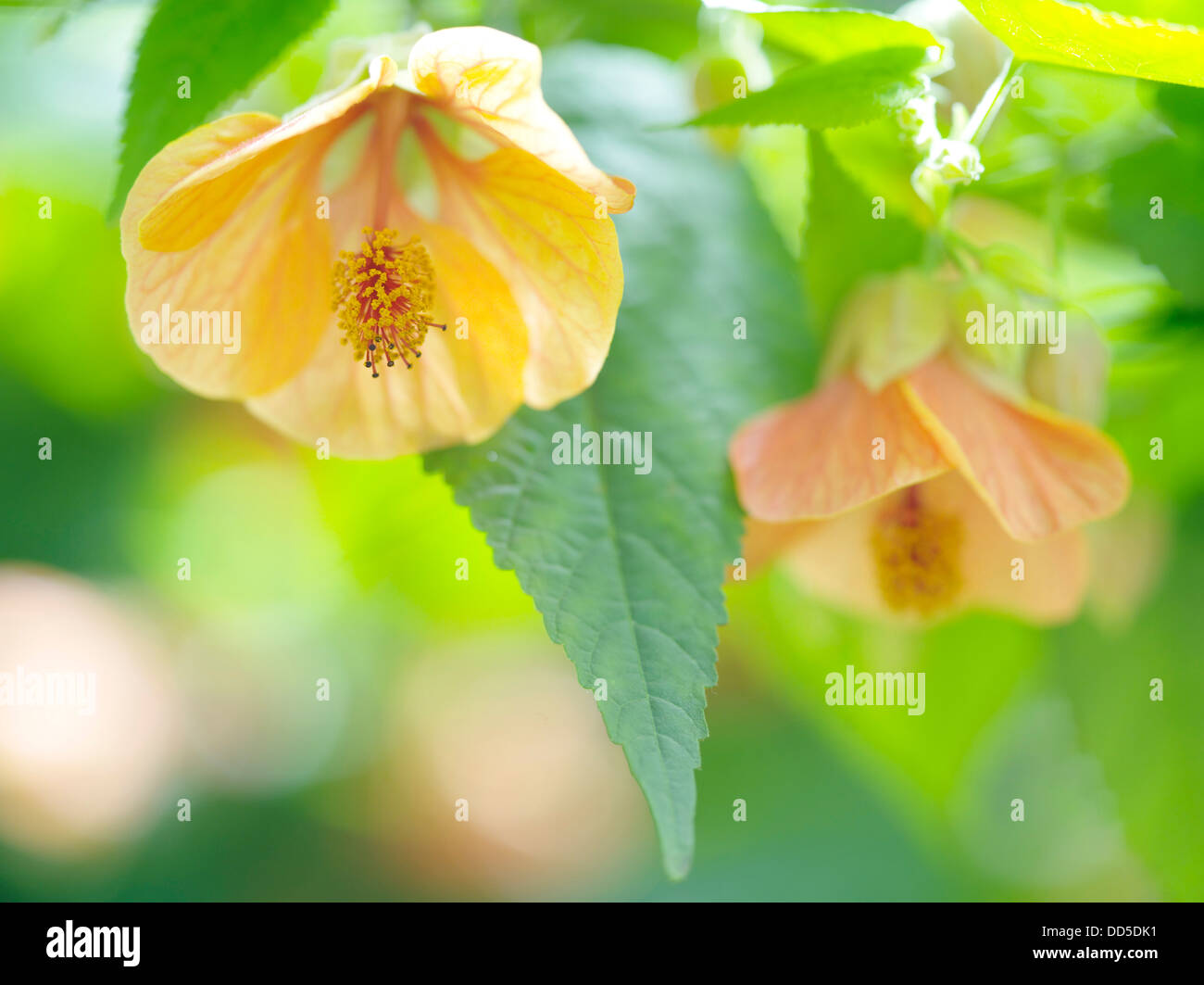 Chinese bell flowers Stock Photo - Alamy