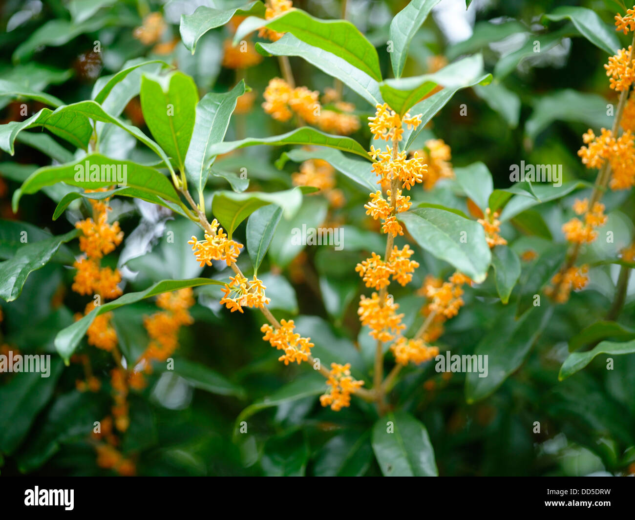 Osmanthus hi-res stock photography and images - Alamy