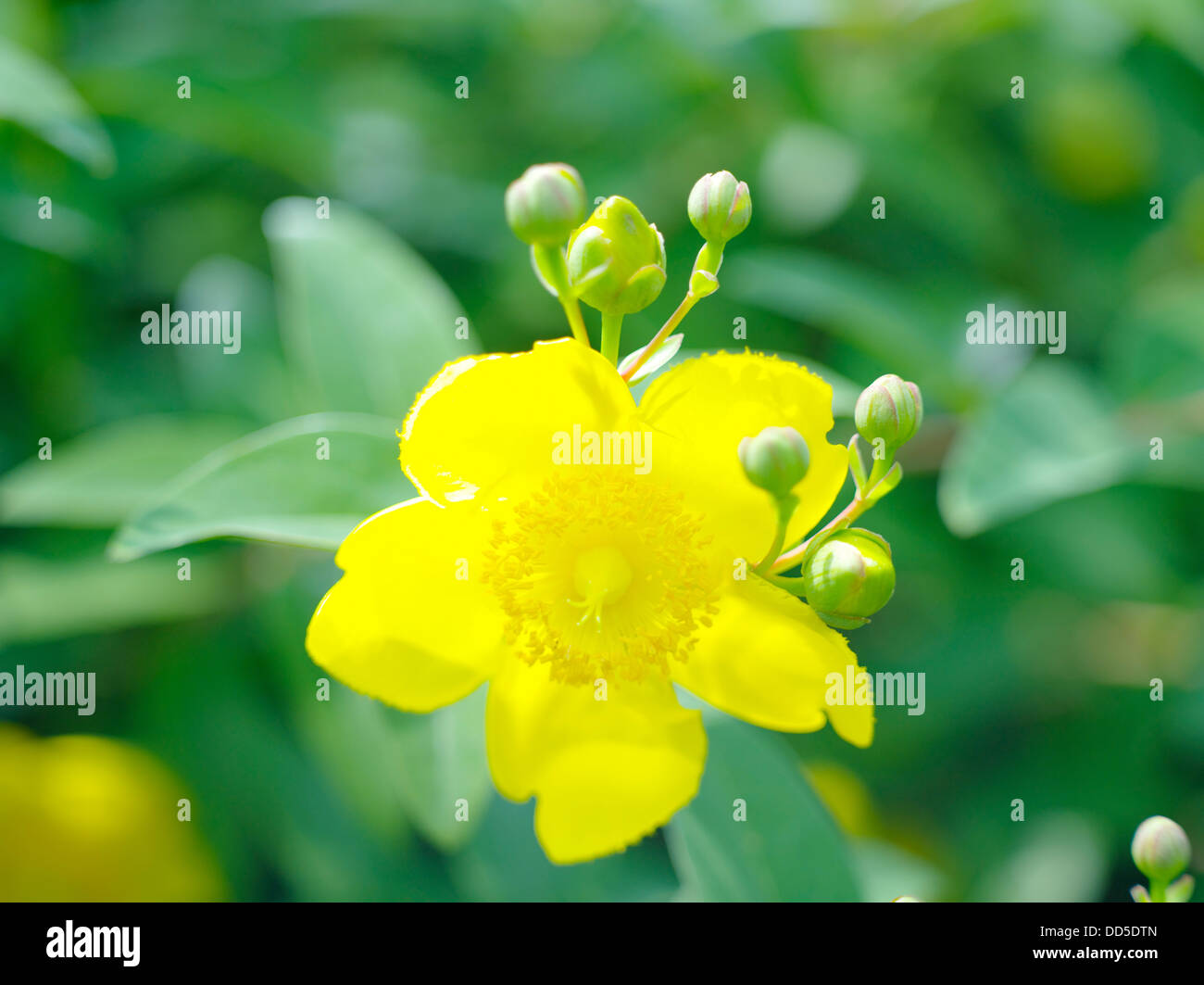 Summer hypericum shrub hi-res stock photography and images - Alamy