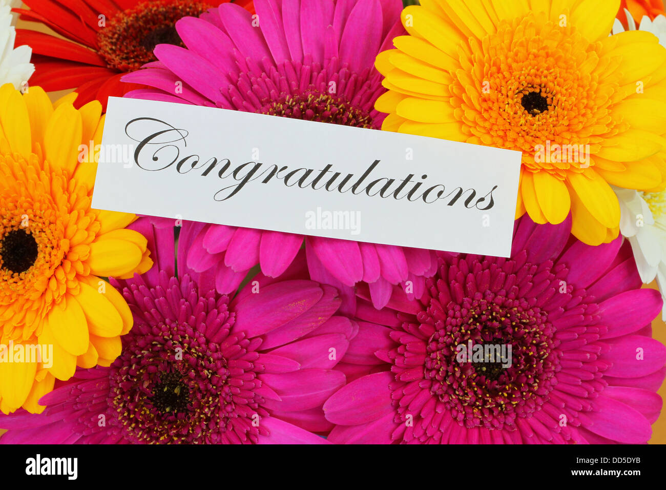 Congratulations card with colorful gerbera daisies Stock Photo - Alamy