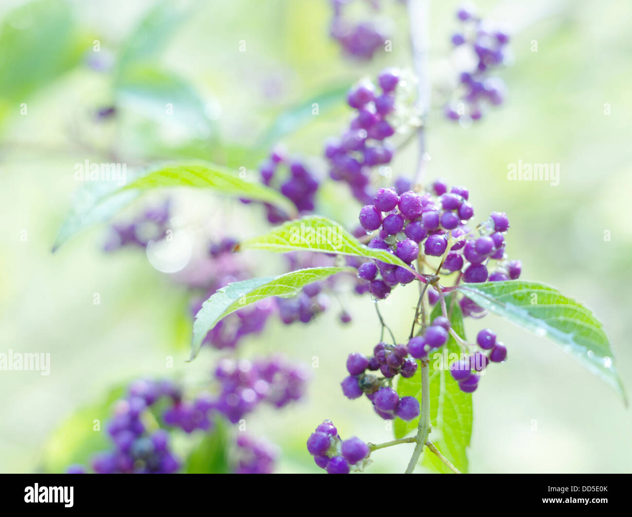 Japanese beautyberry hi-res stock photography and images - Alamy