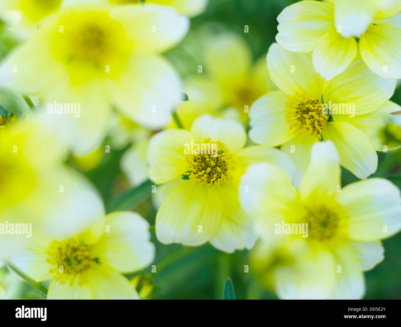 Pale yellow cosmos flower hi-res stock photography and images - Alamy
