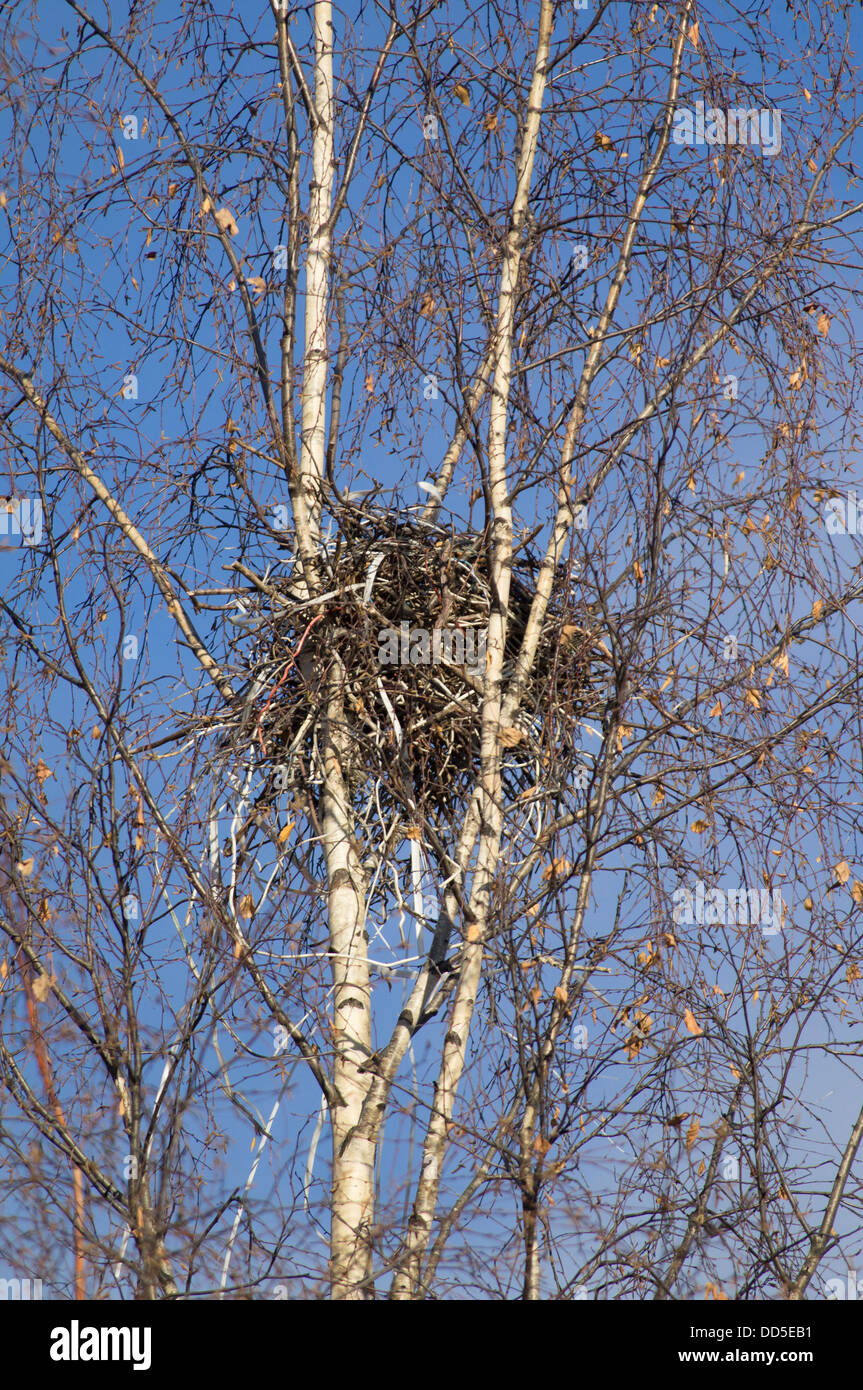 crow's nest in a tree Stock Photo - Alamy