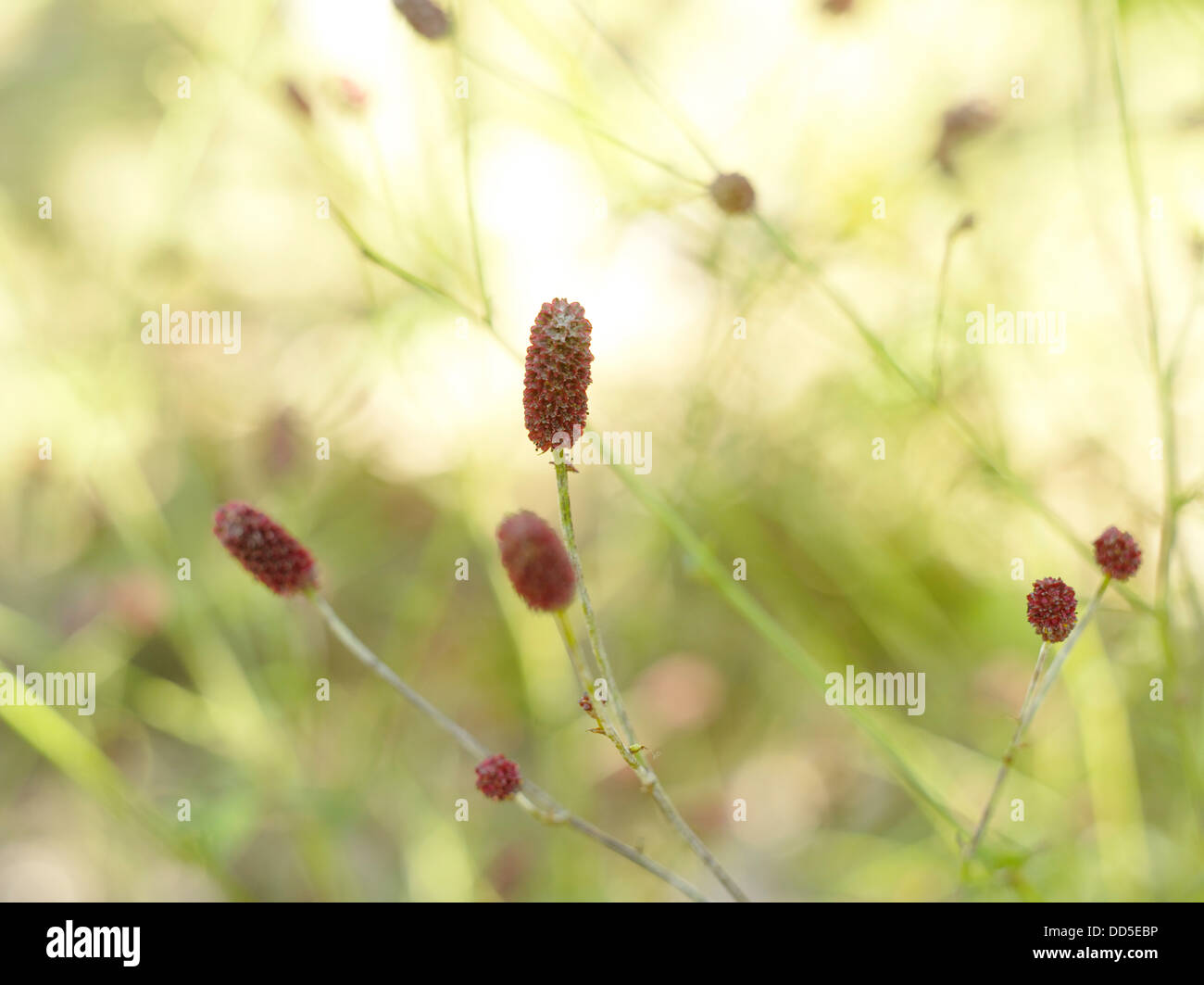 Burnet genus hi-res stock photography and images - Alamy