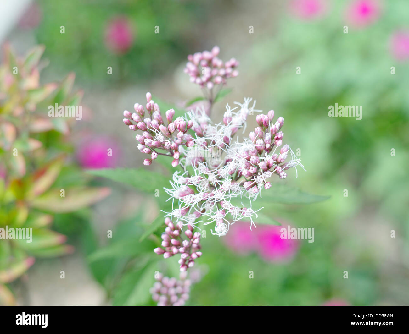 Thoroughwort hi-res stock photography and images - Alamy
