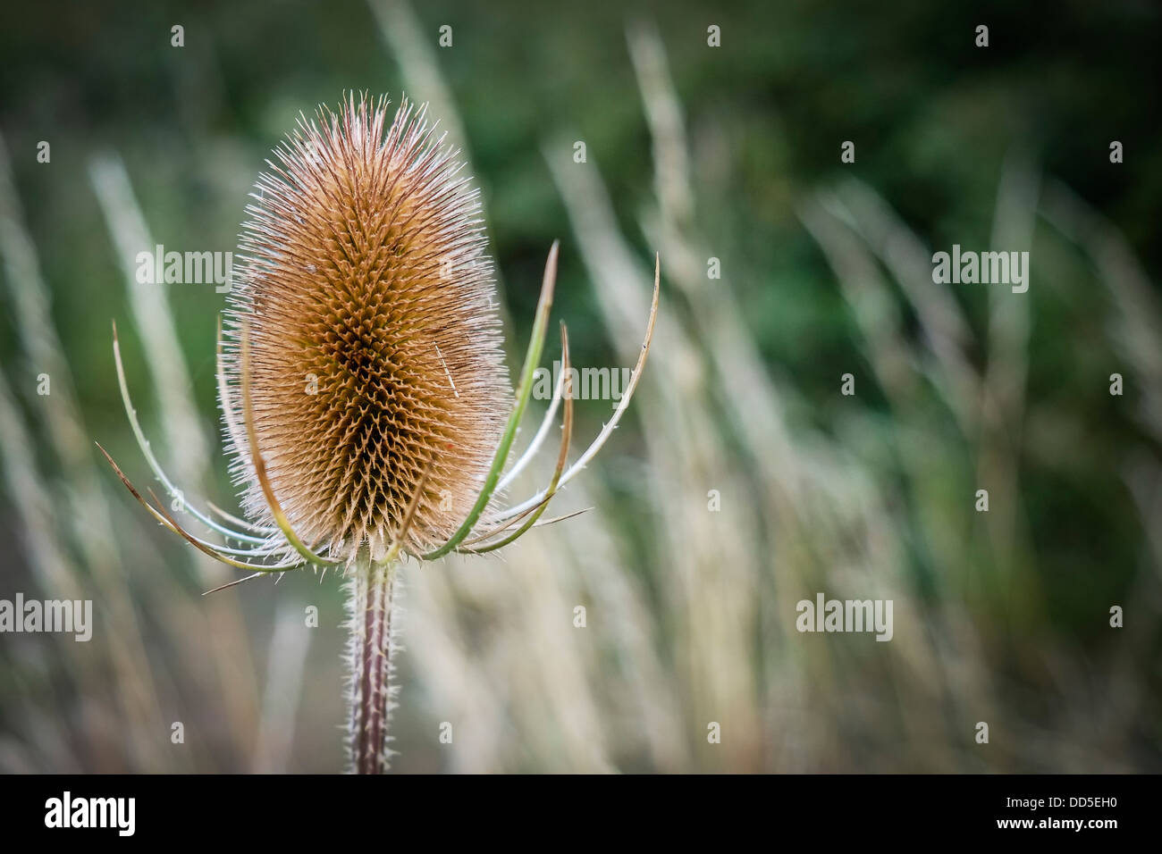 Teazel plant hi-res stock photography and images - Alamy