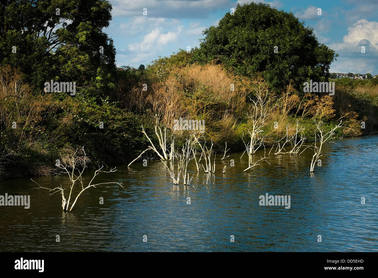 Submerged trees in a small lake on Two Tree Island nature reserve Stock ...