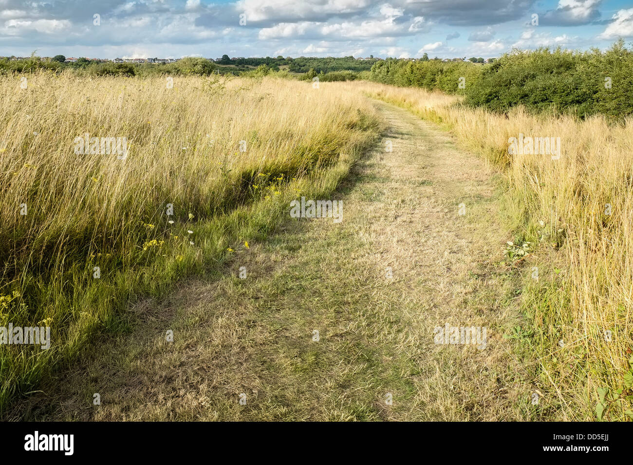A path through the Two Tree Island nature reserve Stock Photo - Alamy
