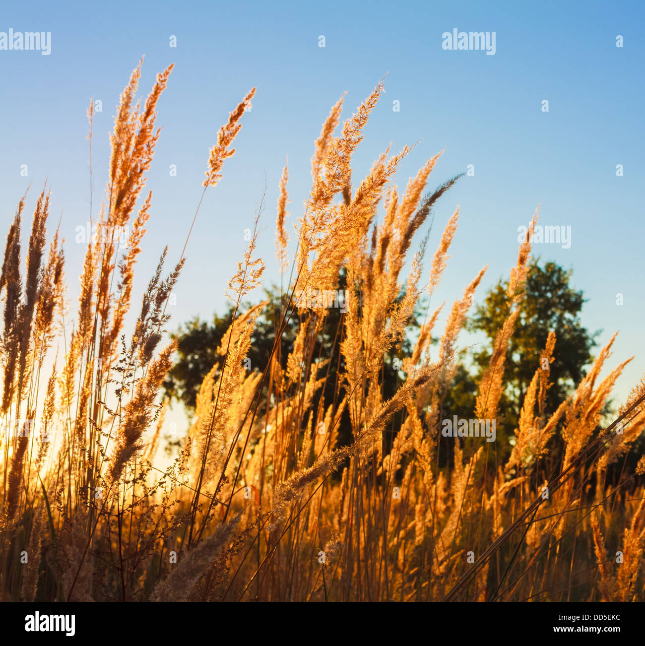 Red grass field hi-res stock photography and images - Alamy