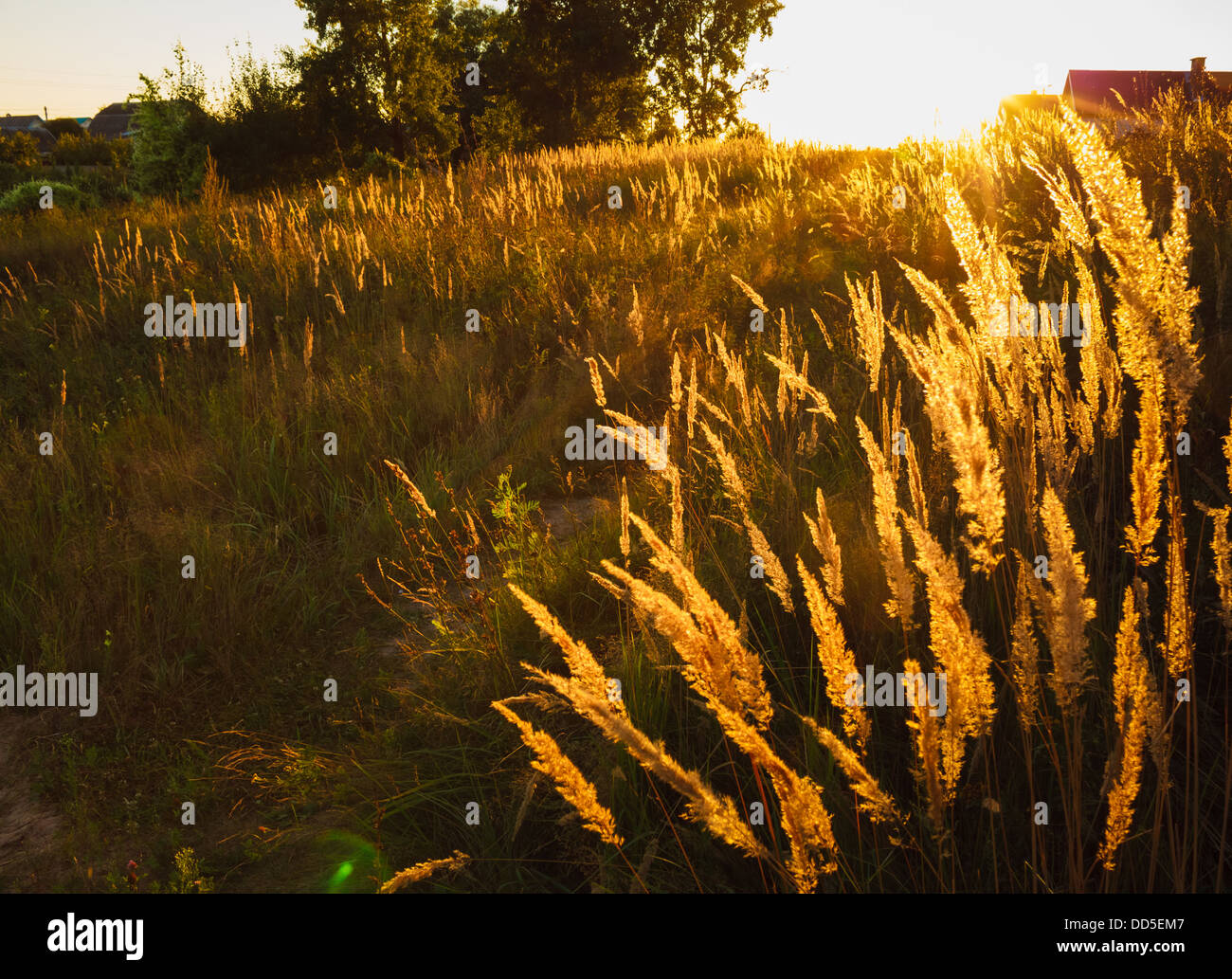 Dry grass field meadow in sunset sunlight Stock Photo - Alamy