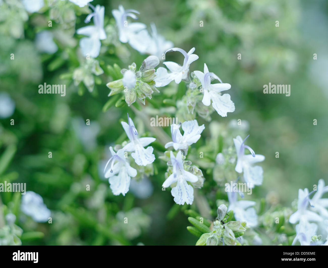 Rosemary flower soft hi-res stock photography and images - Alamy
