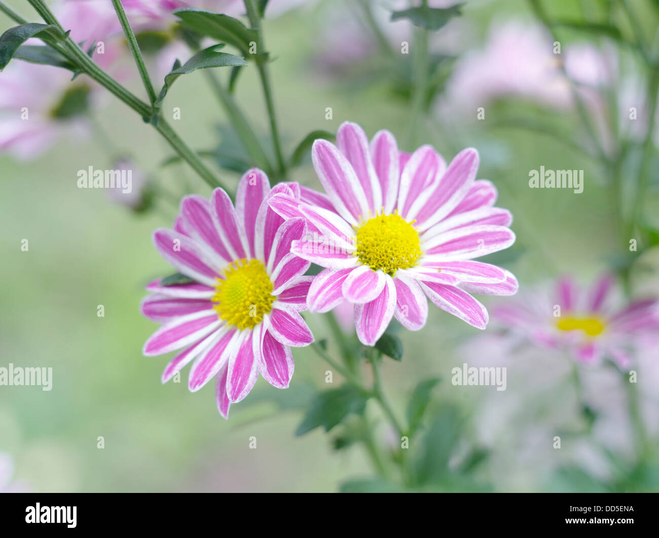 White chrysanth hi-res stock photography and images - Alamy