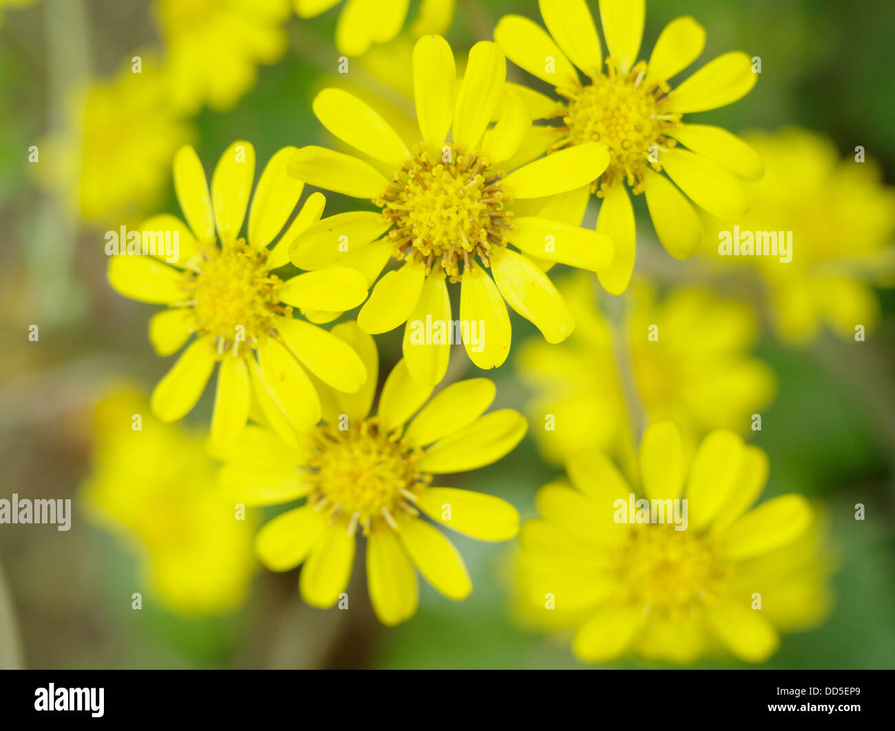 Leopard plant hi-res stock photography and images - Alamy