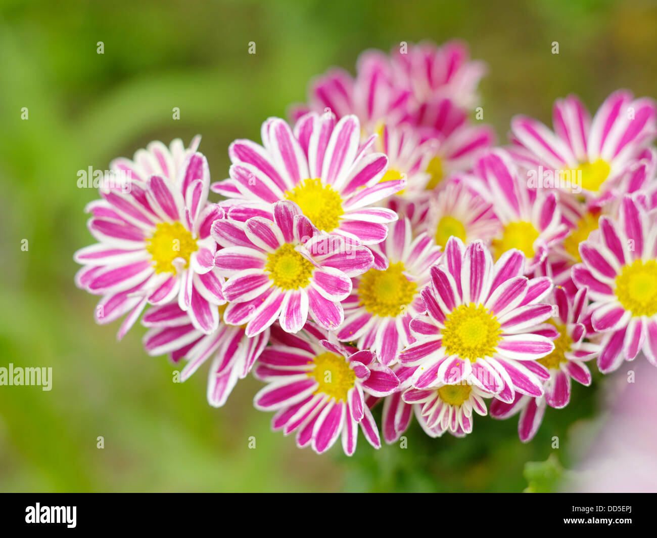 White chrysanth hi-res stock photography and images - Alamy