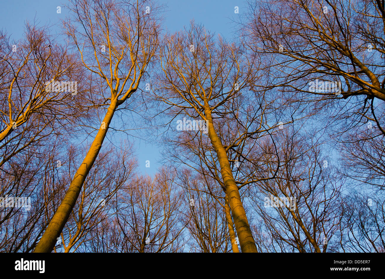 Overhead View of Tree Canopy Stock Photo - Alamy