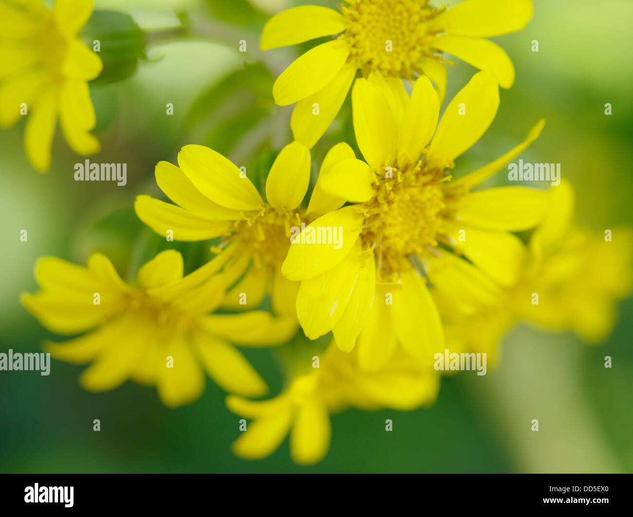 Leopard plant hi-res stock photography and images - Alamy