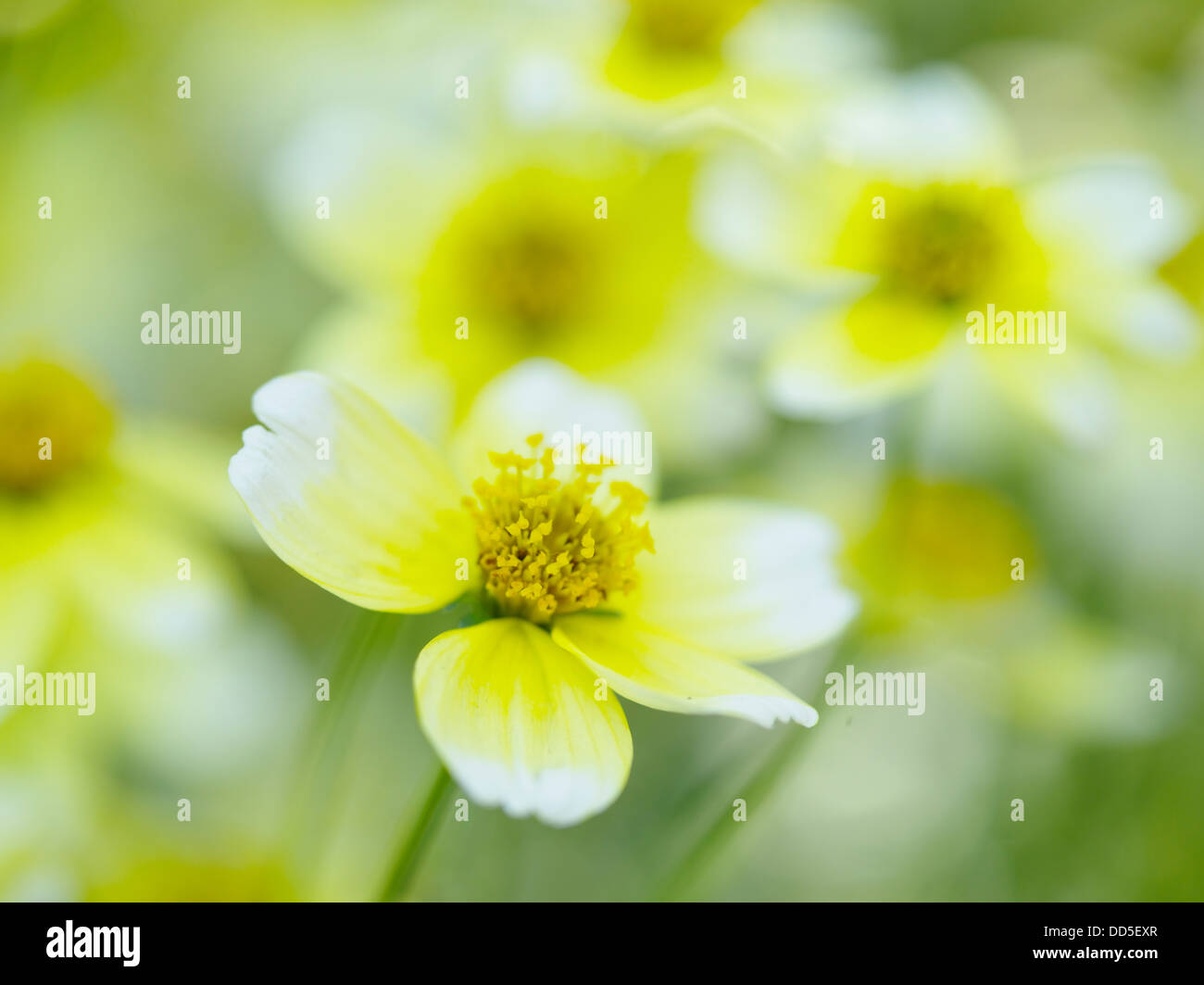 Pale yellow cosmos flower hi-res stock photography and images - Alamy