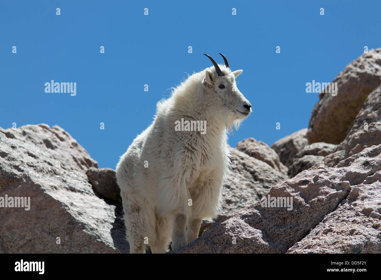 Mountain Goats on Mount Evans near Denver, Colorado, USA Stock Photo ...