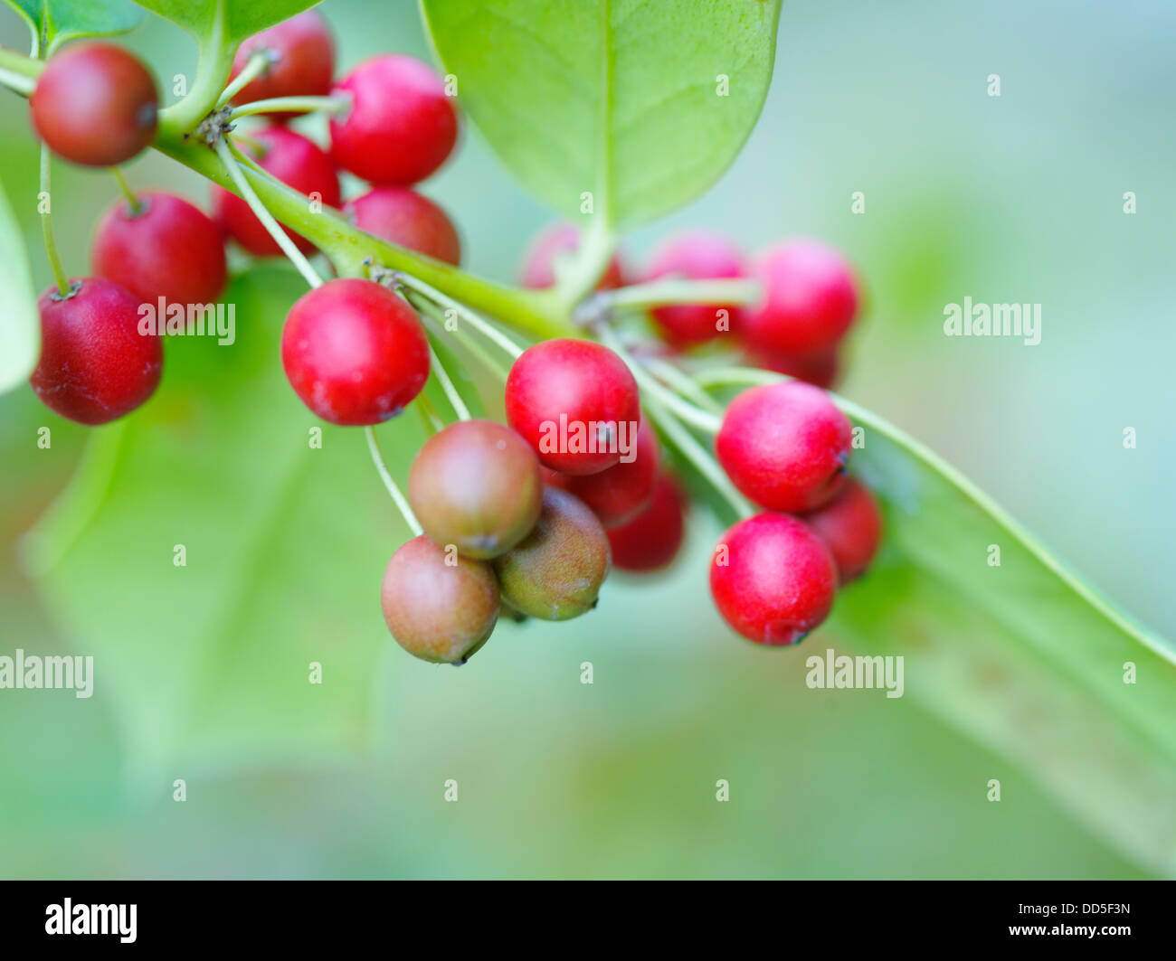 Holly olive hi-res stock photography and images - Alamy