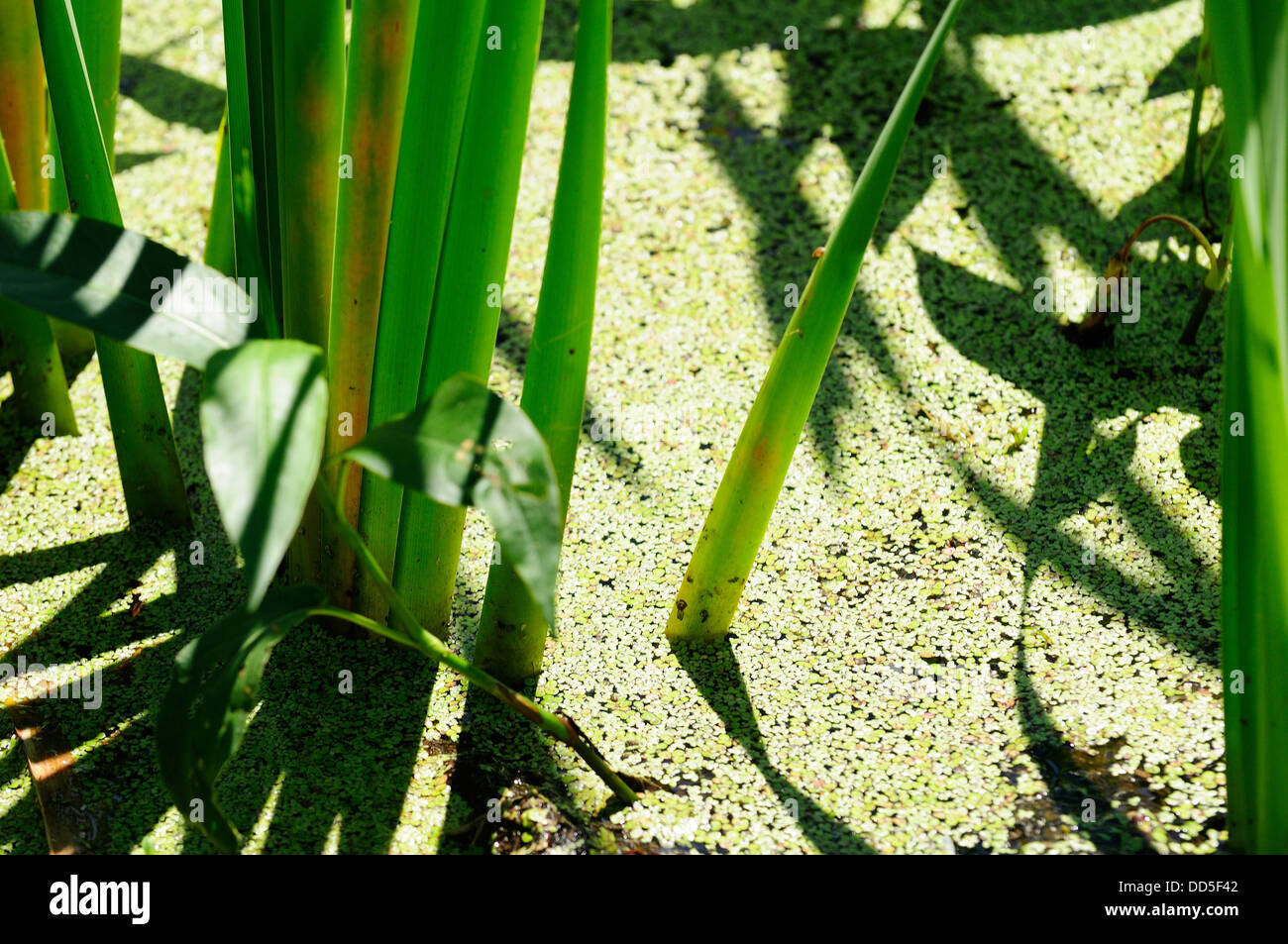 Cat Tails Stock Photos & Cat Tails Stock Images - Alamy
