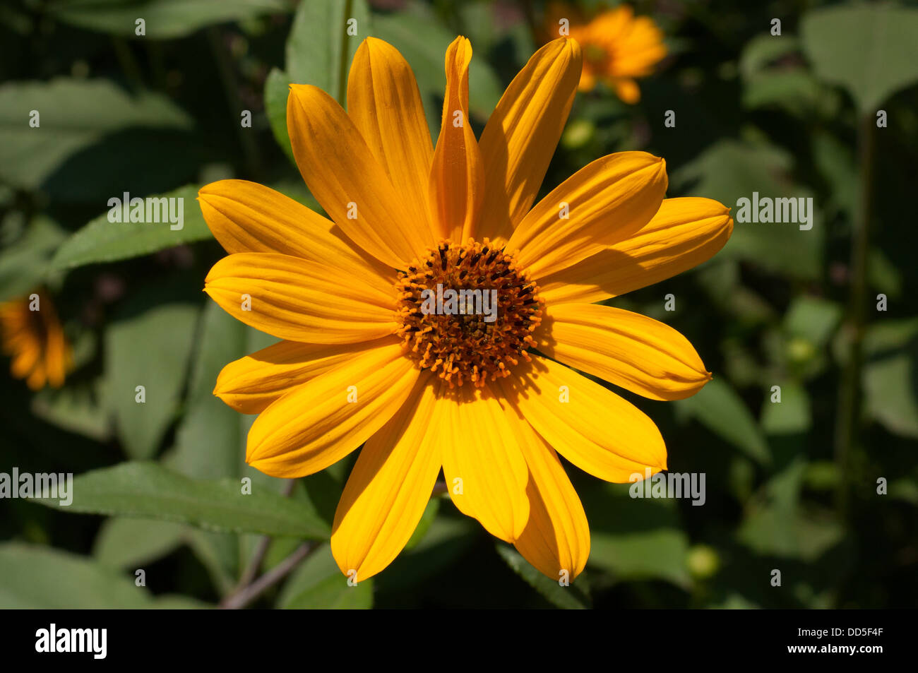 Yellow flower head. Closeup Stock Photo - Alamy