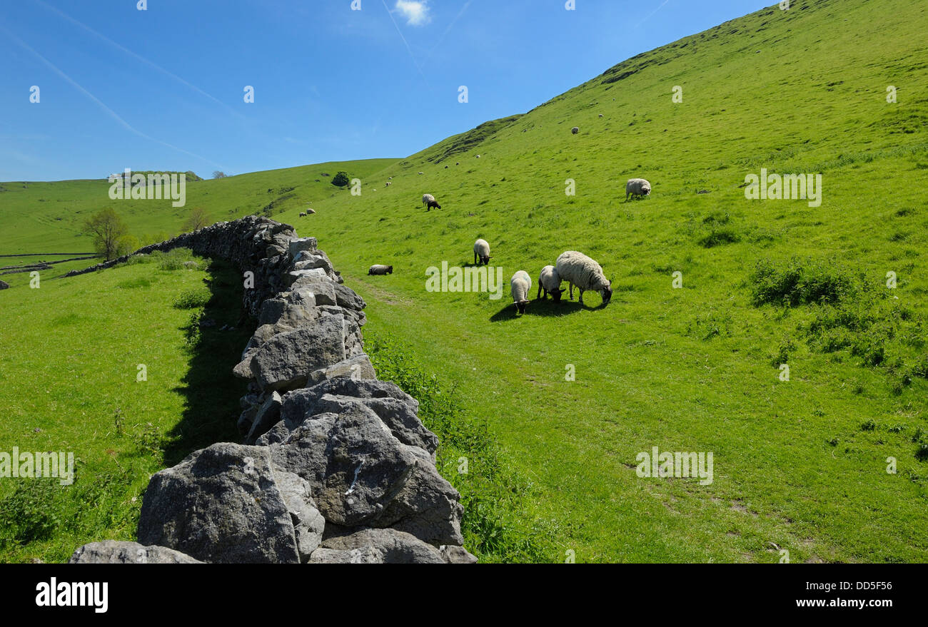 Farm animals in the peak district hi-res stock photography and images ...