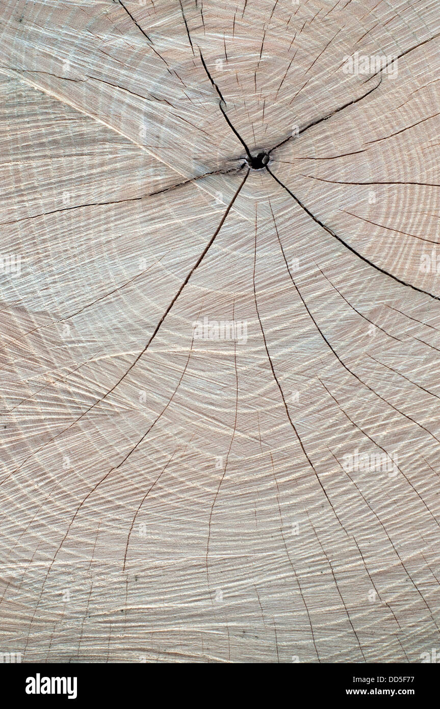 Sawed Wood Texture. Closeup. Vertical view Stock Photo - Alamy