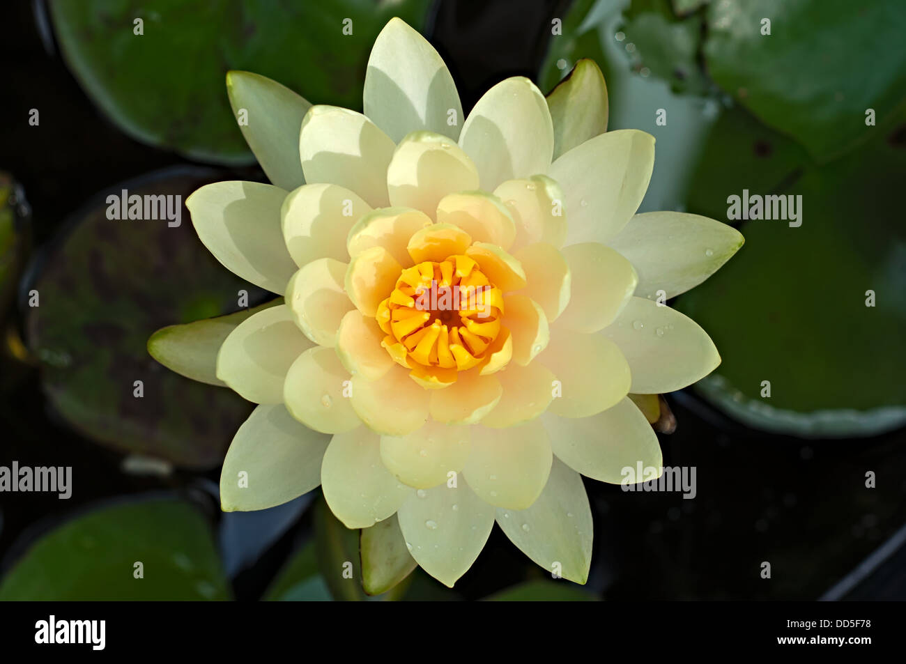 Water Lily Head, top view. Closeup Stock Photo - Alamy