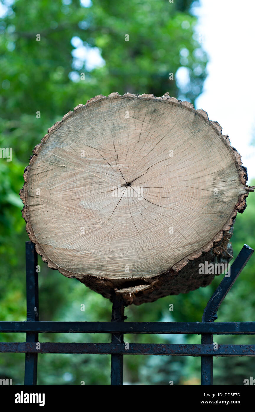 The trunk is impaled on a fence Stock Photo - Alamy