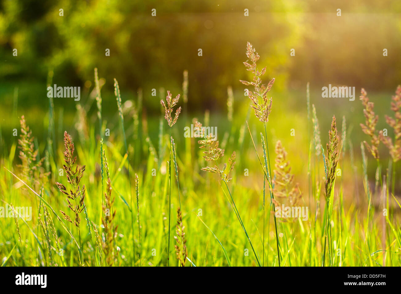 Green Summer Grass In Sunlight Stock Photo - Alamy