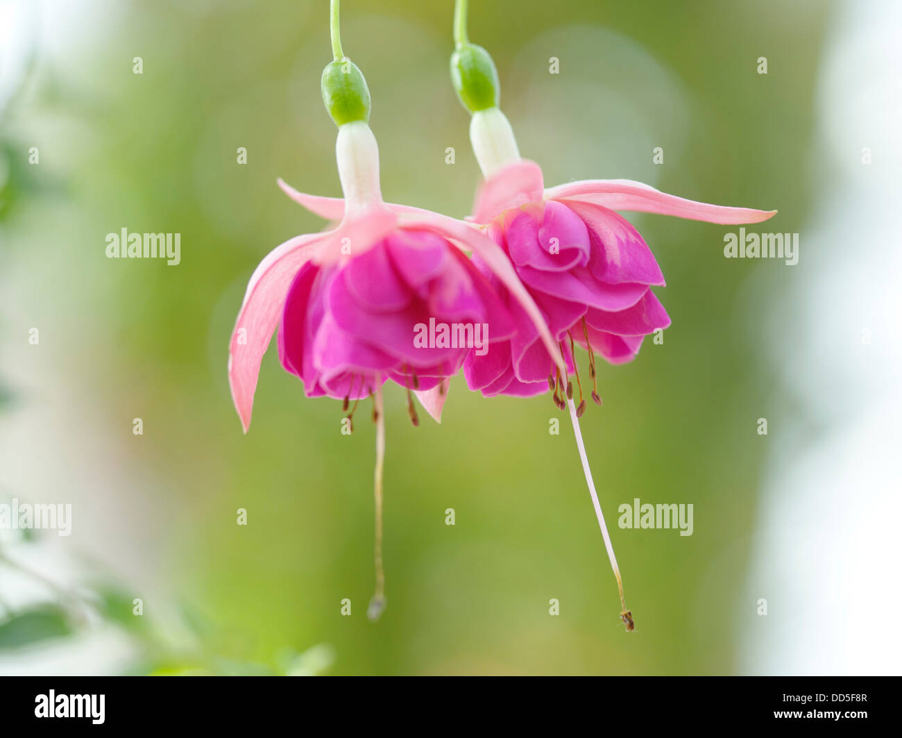 Pale pink fuchsia flowers hi-res stock photography and images - Alamy