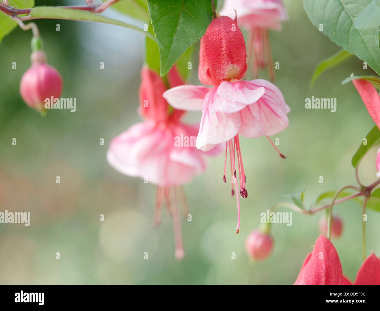 Pale pink fuchsia flowers hi-res stock photography and images - Alamy