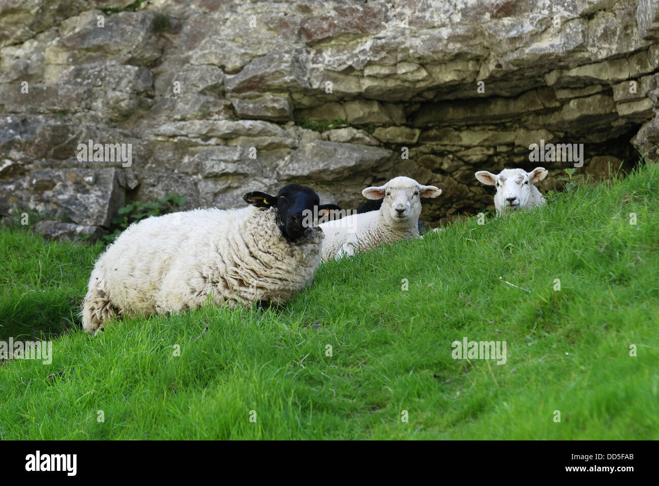 Sheltering in cave hi-res stock photography and images - Alamy